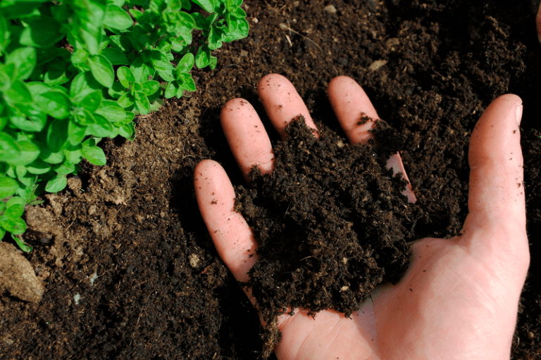 Aprende todos los usos que le puedes dar al humus de lombriz