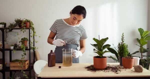 Cuidados de un cactus 🌱: cómo mantenerlos en perfecto estado