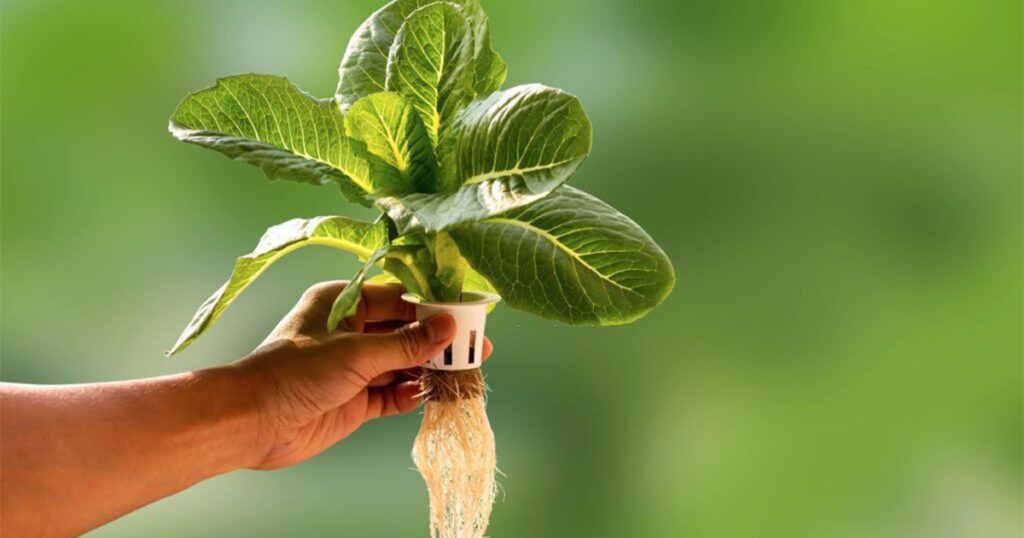 ¿Qué es la hidroponía? Aprende más en Humus Natural 📌