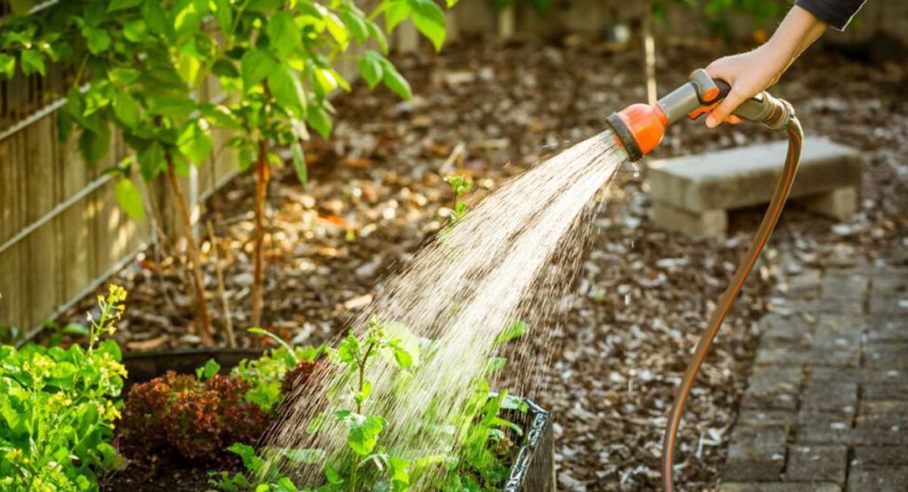 Conoce los bioestimulantes de plantas en Humus Natural 🌱