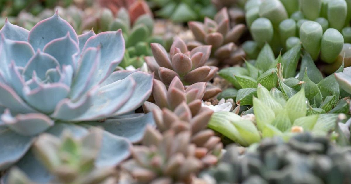 Cuidados de un cactus 🌱: cómo mantenerlos en perfecto estado