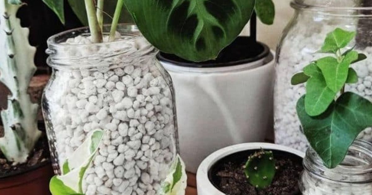 Para qué sirve la perlita para plantas en Humus Natural 🌼