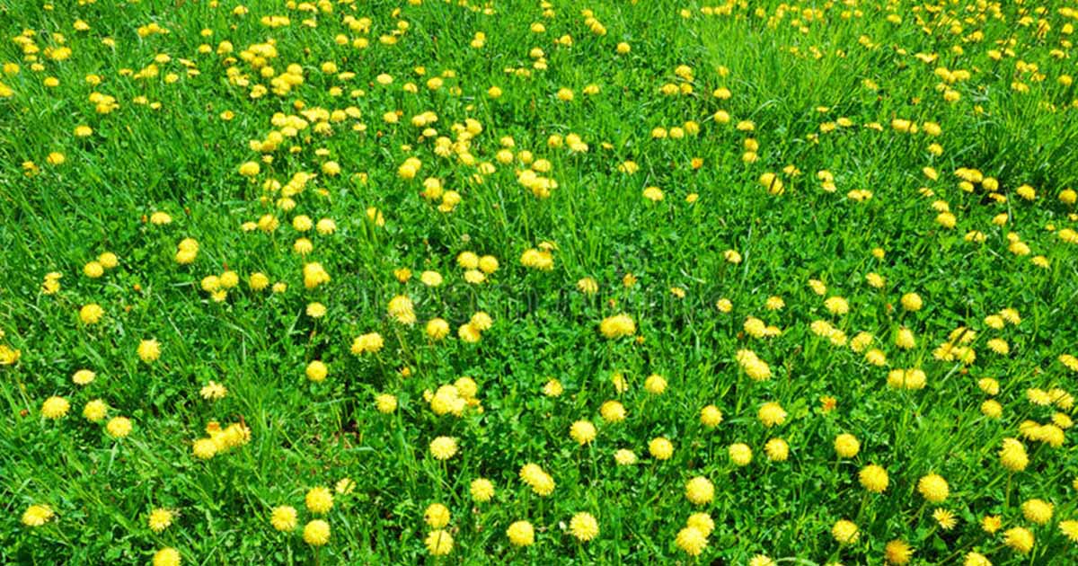 Descubre ¿Qué es el césped japonés? En Humus Natural 🌼