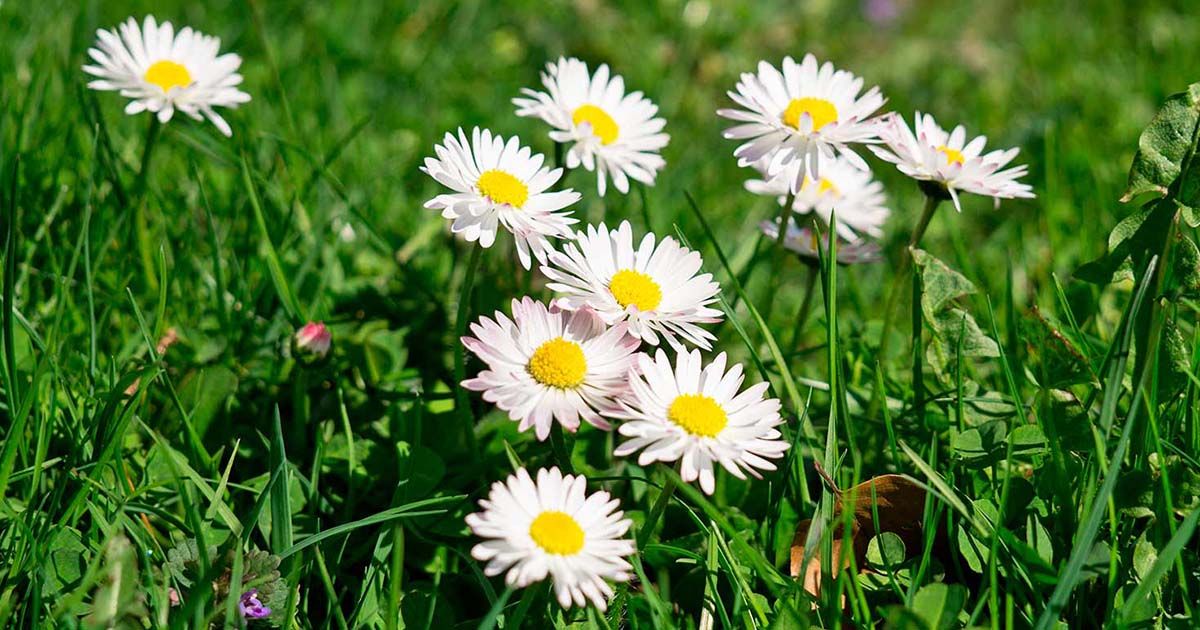 Descubre ¿Qué es el césped japonés? En Humus Natural 🌼