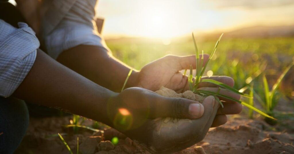 Humus Natural ¿Qué tipo de suelo es mejor para la agricultura? 🍅