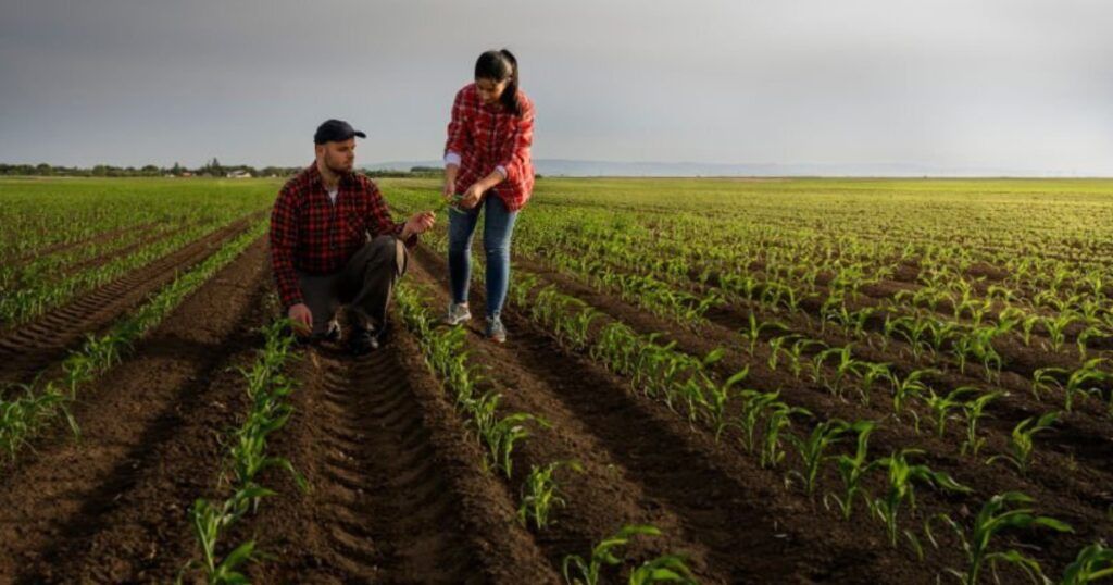 Humus Natural ¿Qué tipo de suelo es mejor para la agricultura? 🍅