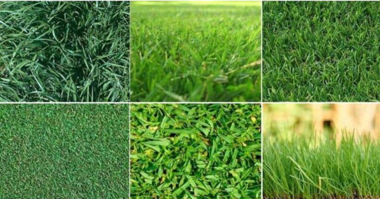 Conoce los tipos de césped natural en Humus Natural 🌾